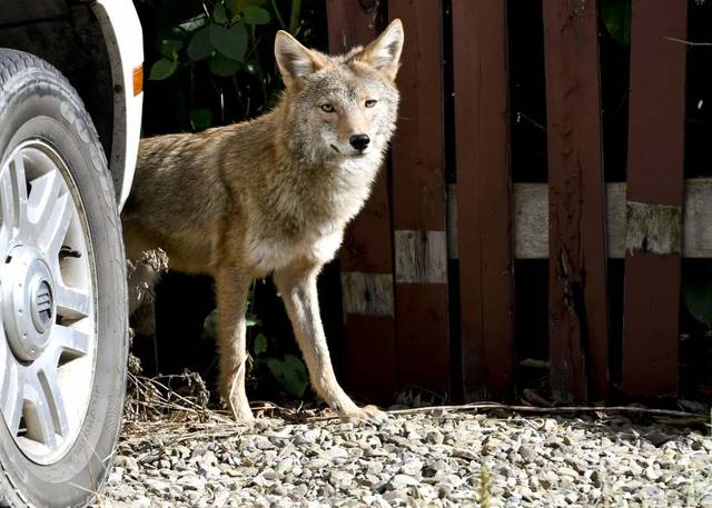 Coyotes the subject of Pa. Game Commission presentation in Murrysville ...