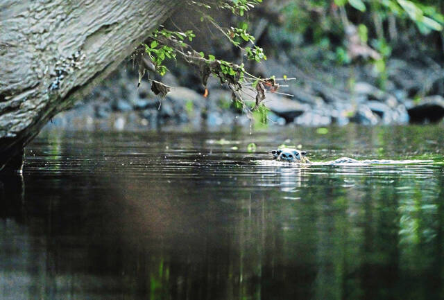 Otter, eagle sightings along Loyalhanna bode well for healthy creek ...